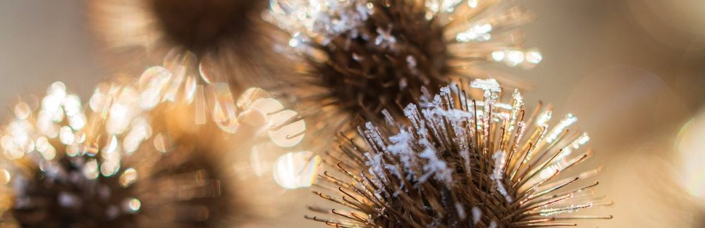 Cordium - Centrum voor groei en ontwikkeling